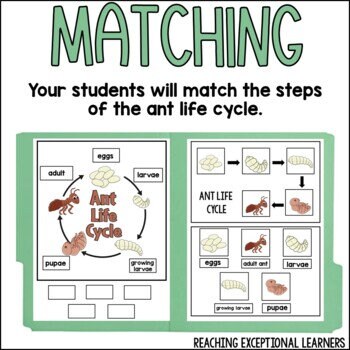 Ant Life Cycle File Folder Activity - Etsy