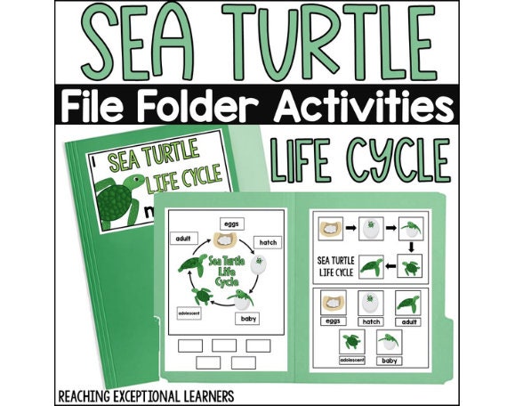 Sea Turtle Life Cycle File Folder - Etsy