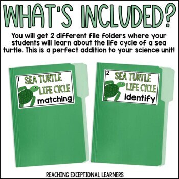 Sea Turtle Life Cycle File Folder - Etsy