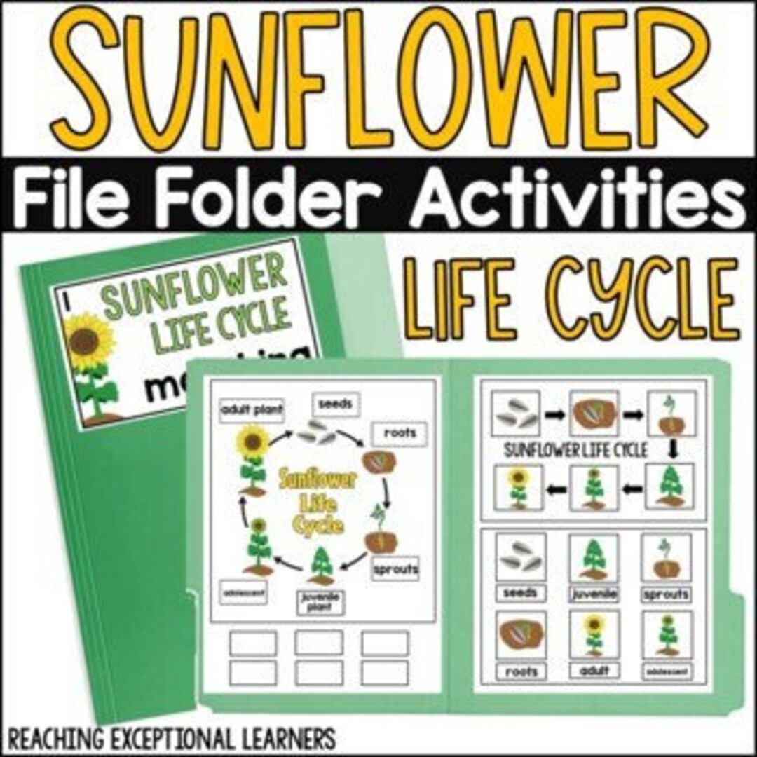 Sunflower Life Cycle File Folder Activity - Etsy