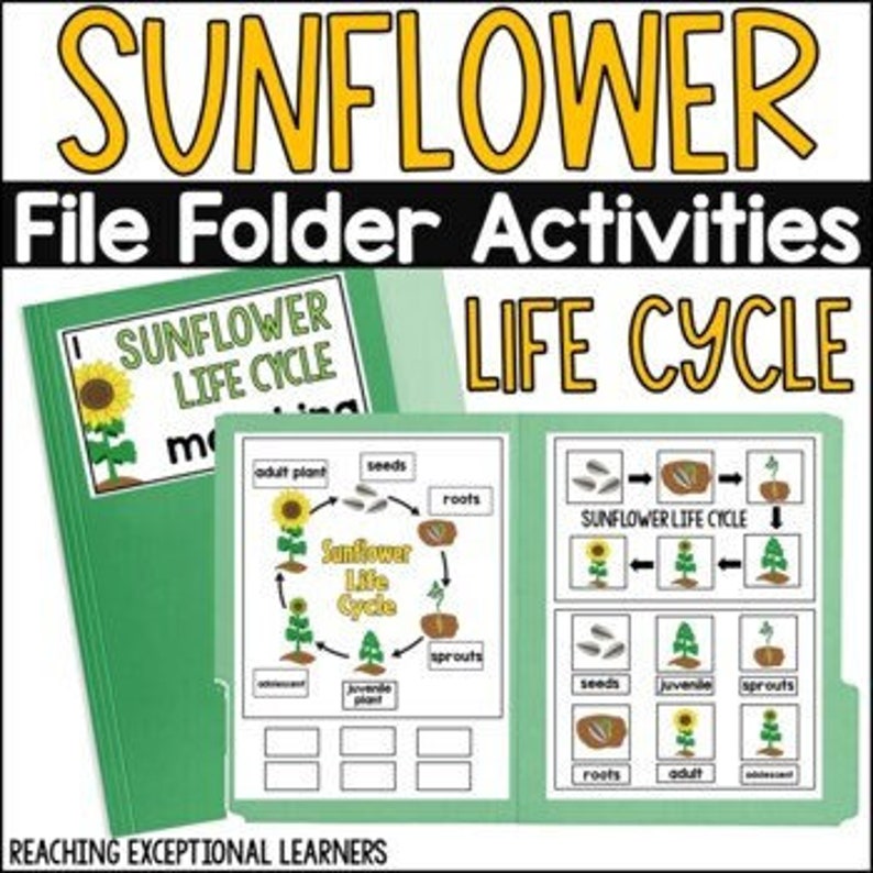 Sunflower Life Cycle File Folder Activity - Etsy