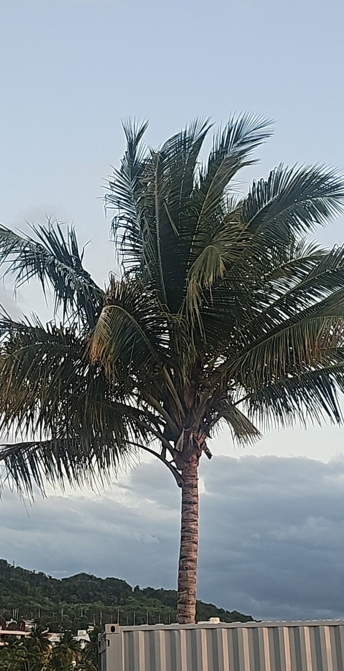 Genuine Caribbean Sea Glass Lighted Tree 7 Inch - Etsy