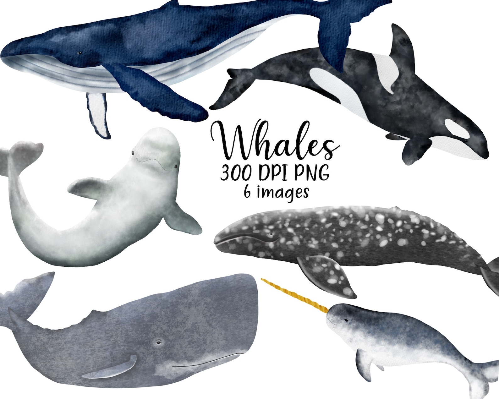 Whale Clip Art Watercolor Whale Clipart Whale Art Orca - Etsy