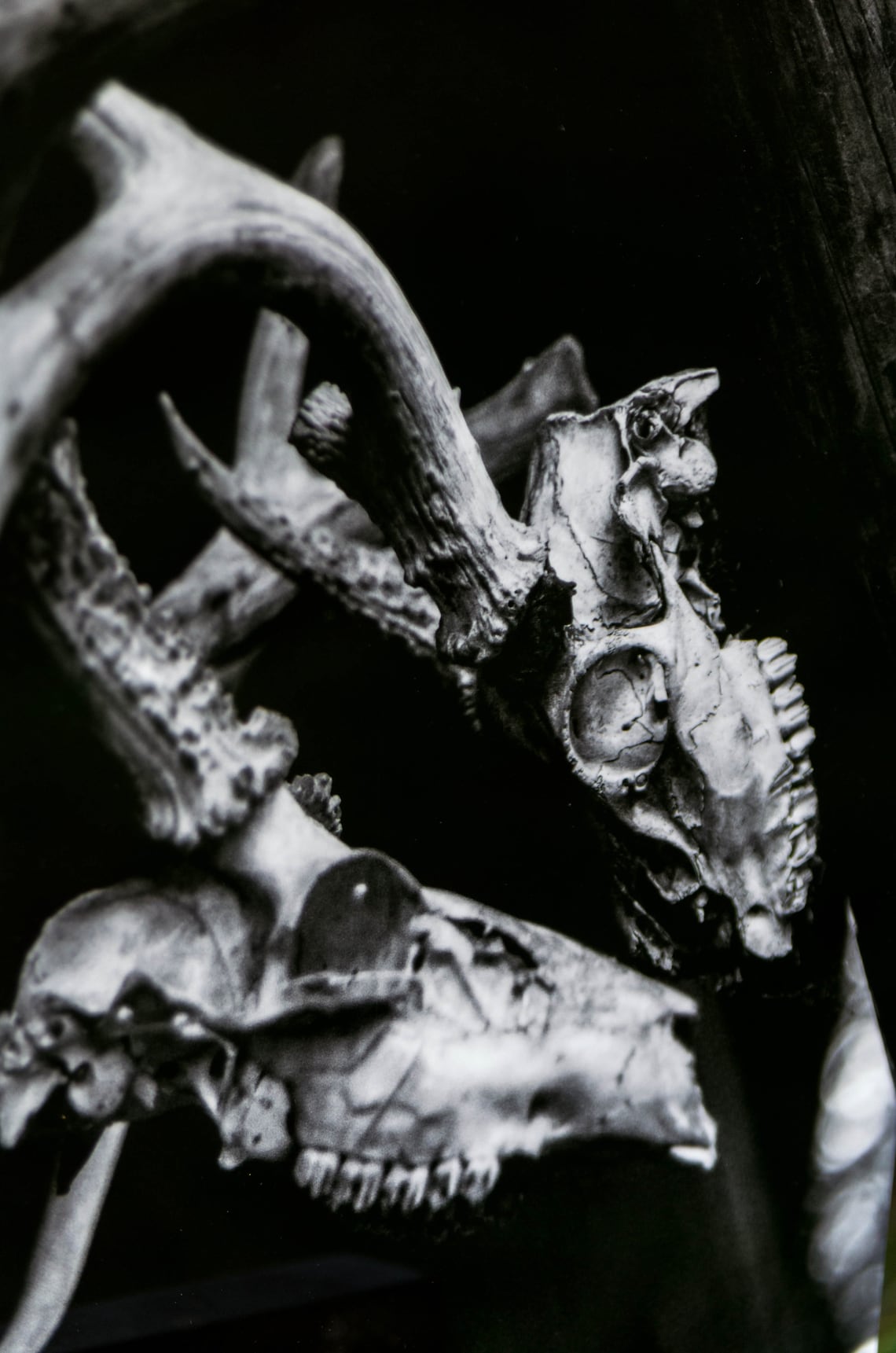 Skull Photography - Etsy