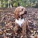 Adjustable Dog Harness Dinosaur, Padded Harness, Dog Vest, Harness for ...