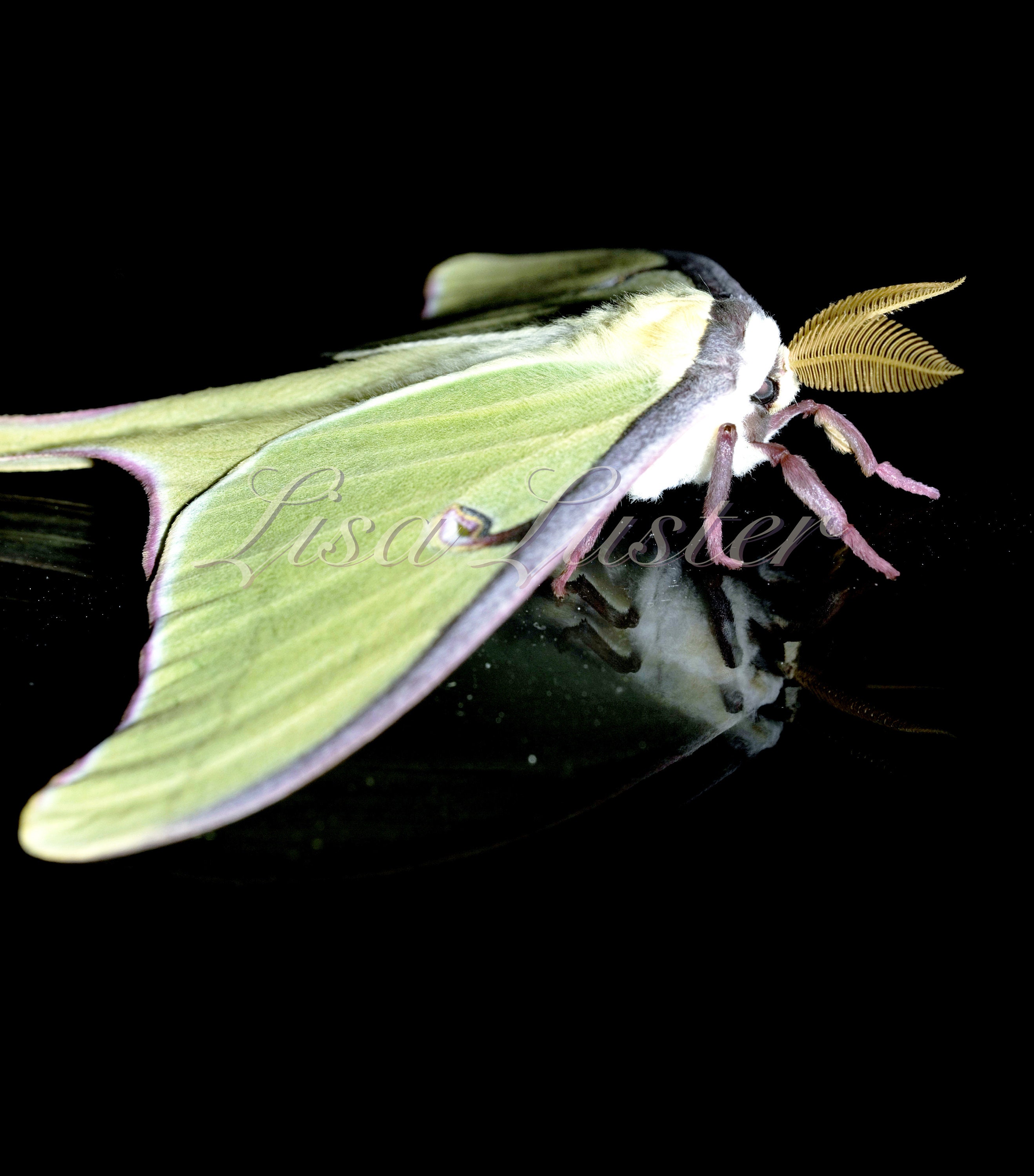Digital Download of a Luna Moth - Etsy