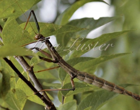 Giant Walking Stick Macro Photograph - Etsy