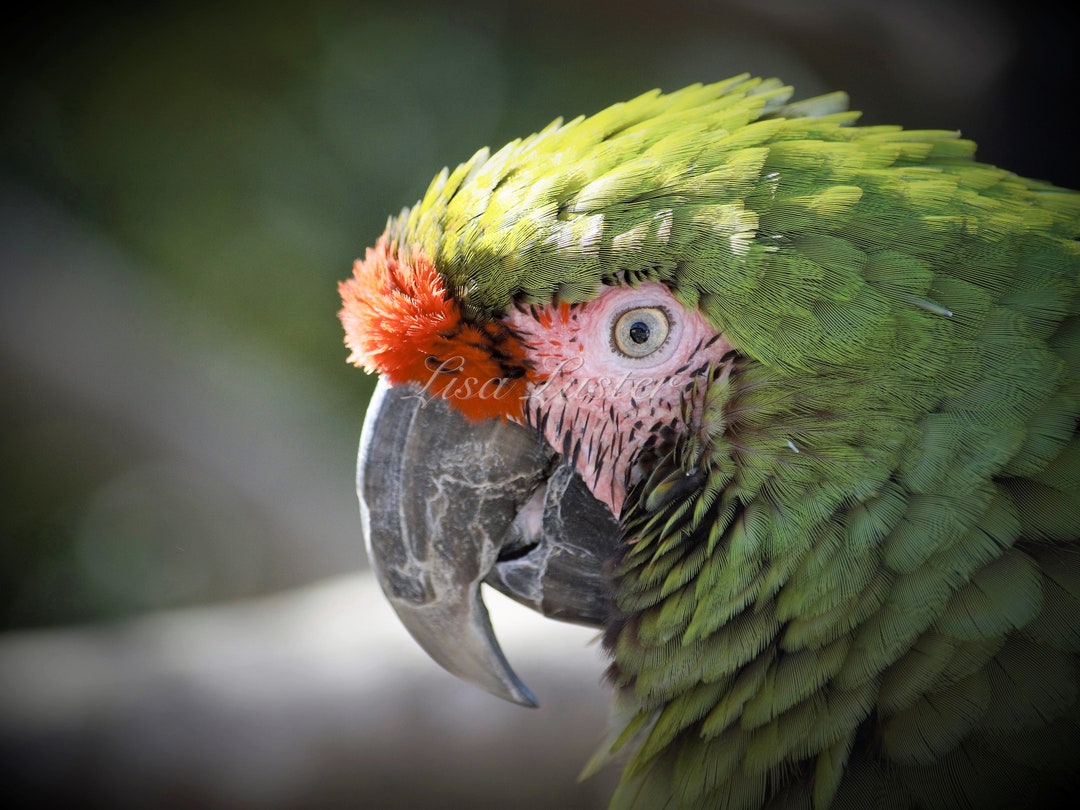 Military Macaw, Bird, Parrot - Etsy