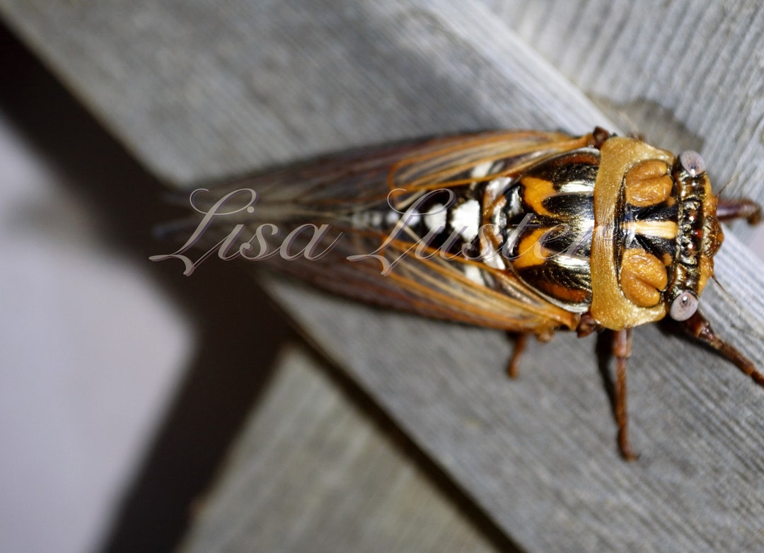 Large Brown Cicada Photograph - Etsy