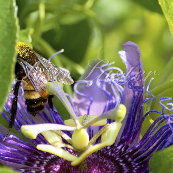 Passion Bee Flower - Etsy