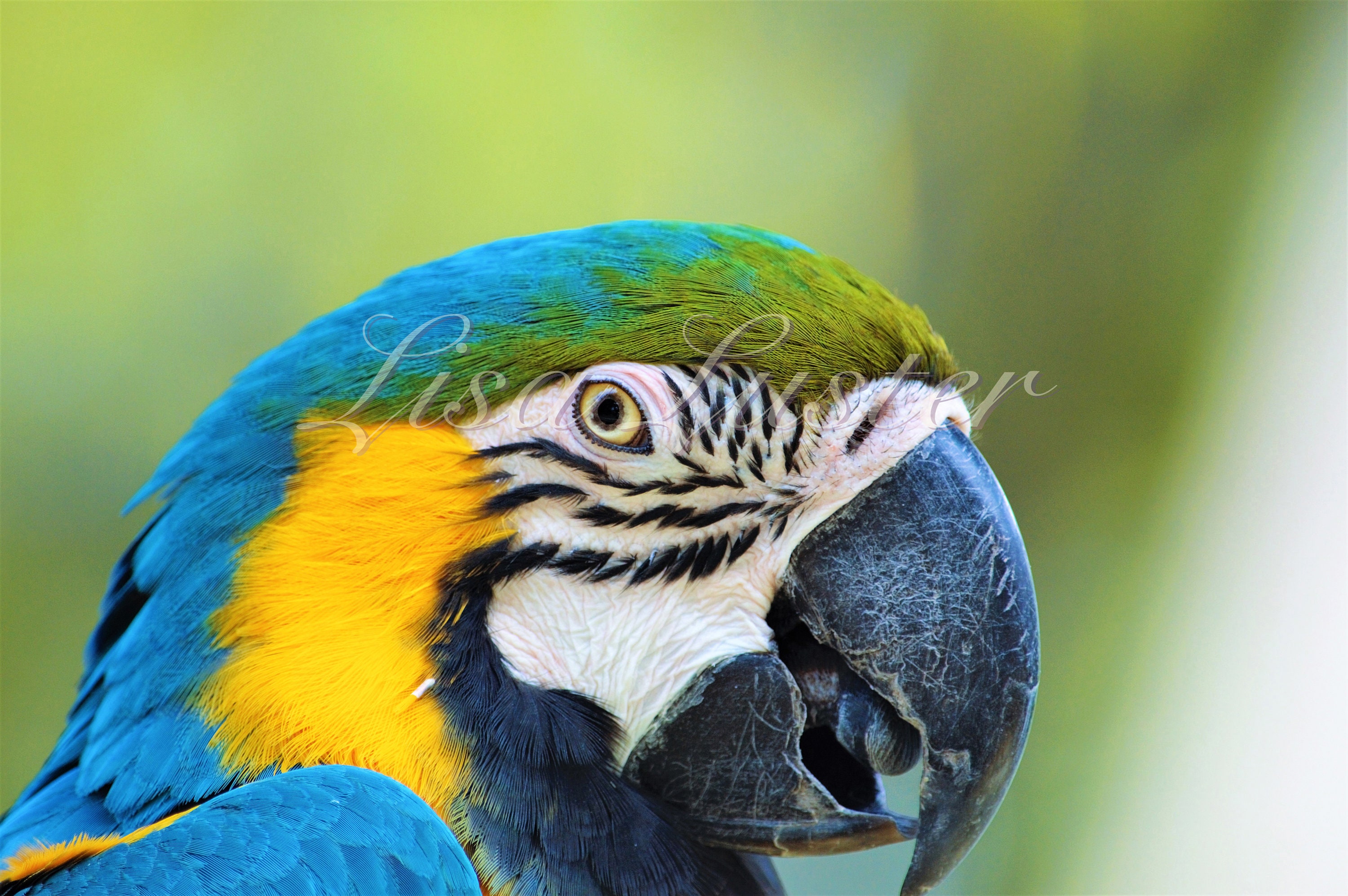 Blue and Gold Macaw - Parrot - Digital Download- Birds - Zoo - Prints ...