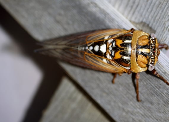 Large Brown Cicada Photograph - Etsy