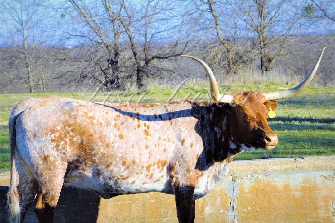 Texas Longhorn Photograph - Etsy