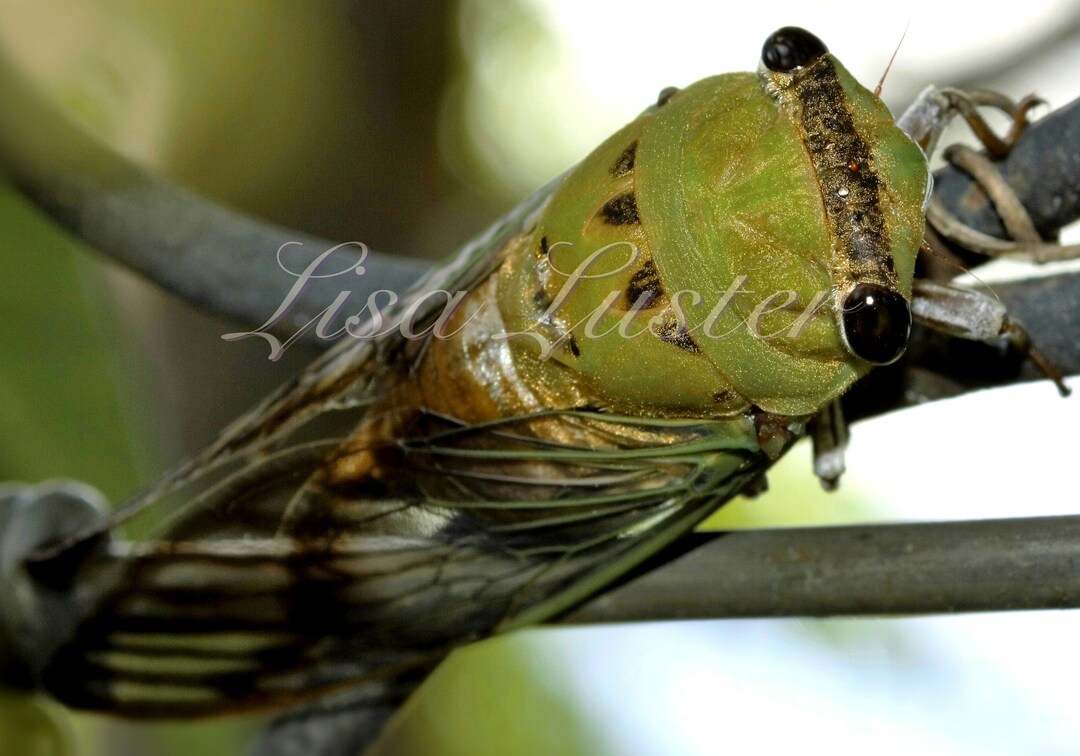 Central Texas Green Cicada Photograph - Etsy