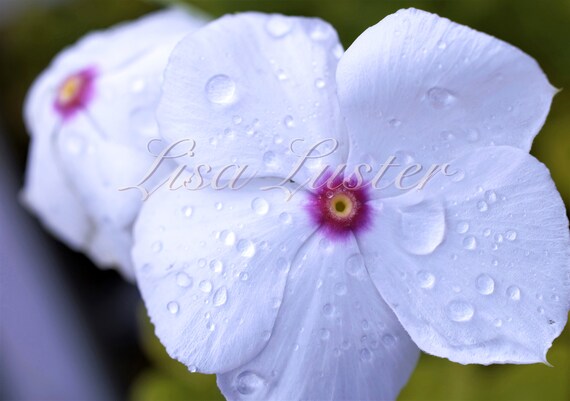 White Vinca Flower Photograph - Etsy
