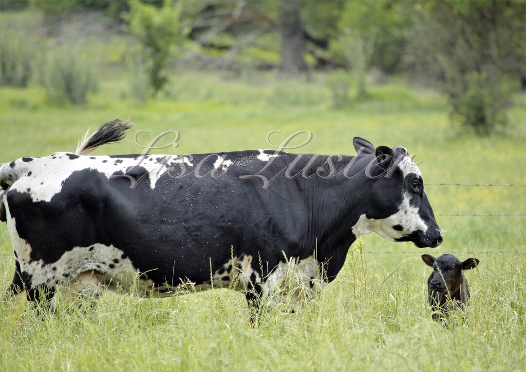 Momma Cow and Baby Photograph - Etsy