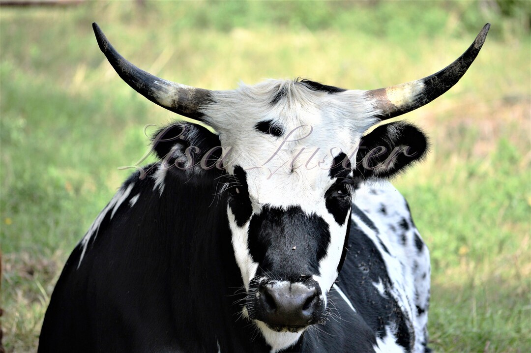 Photography - Large Longhorn Art - Etsy