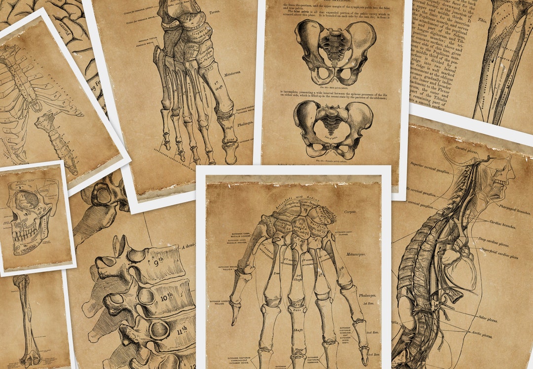 Vintage Anatomy 17 Prints Printable. Digital Junk Journal Kit Printable ...