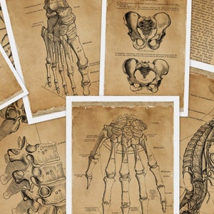 Vintage Anatomy 17 Prints Printable. Digital Junk Journal Kit Printable ...