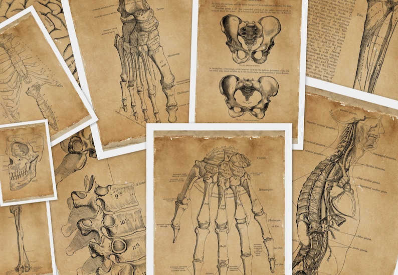 Vintage Anatomy 17 Prints Printable. Digital Junk Journal Kit Printable ...