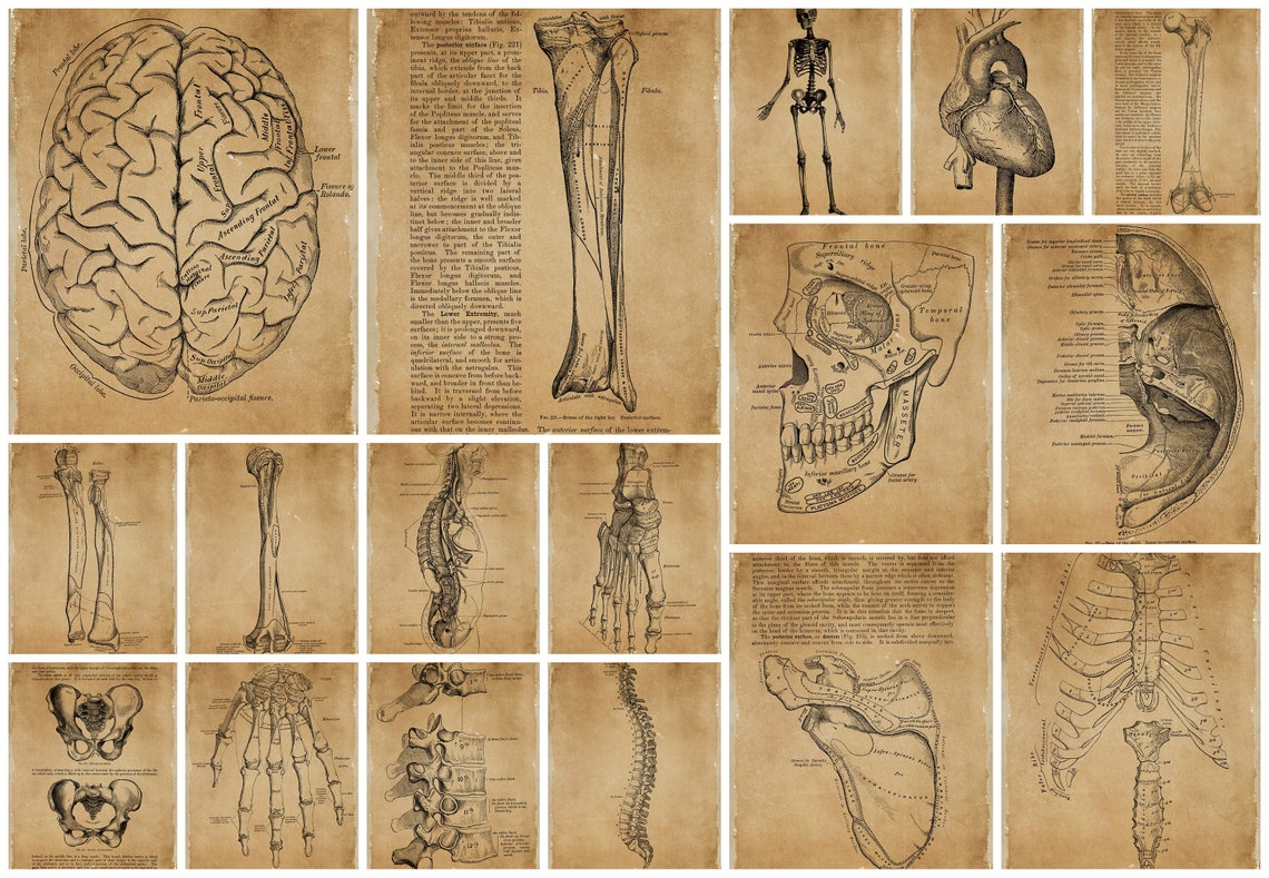 Vintage Anatomy 17 Prints Printable. Digital Junk Journal Kit Printable ...