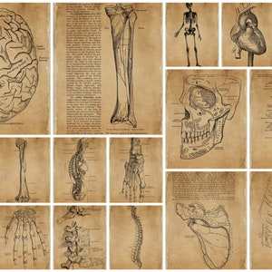 Vintage Anatomy 17 Prints Printable. Digital Junk Journal Kit Printable ...