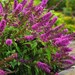 Buddleia Flutterby Pink - Dwarf Long Flowering Butterfly Garden Shrub ...