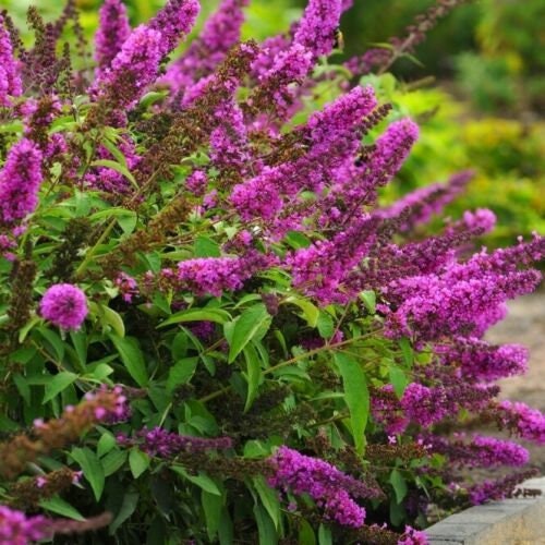 Buddleia Flutterby Pink - Dwarf Long Flowering Butterfly Garden Shrub ...