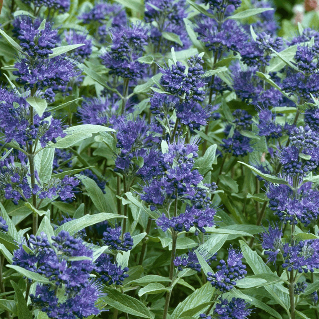 Caryopteris Heavenly Blue Bluebeard Garden Shrub - Etsy UK