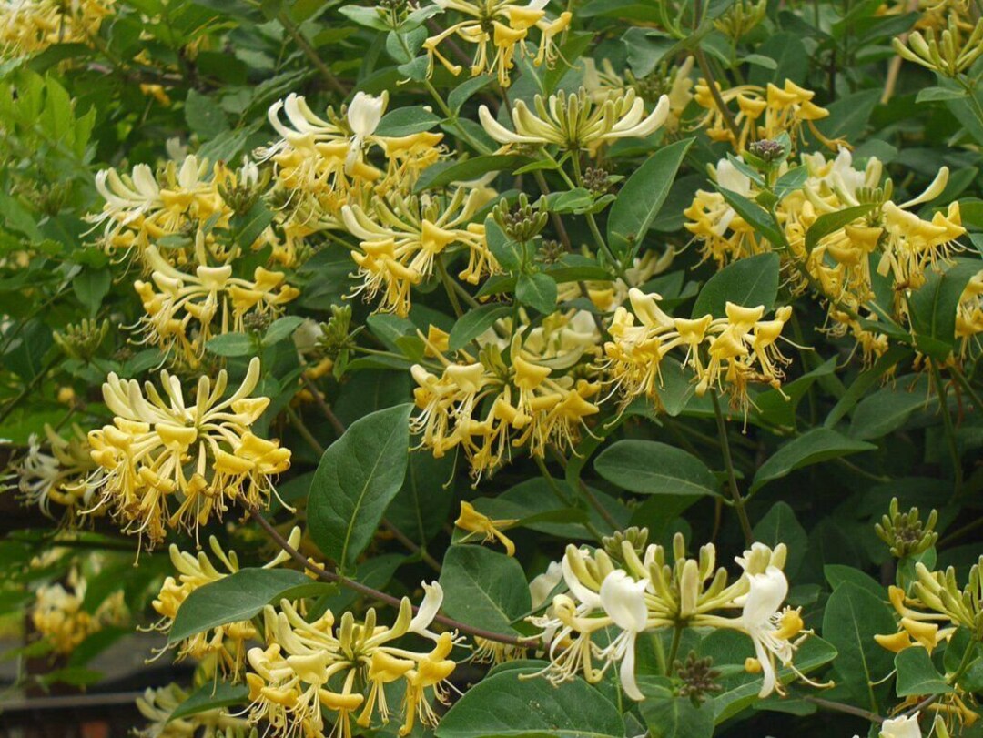 Lonicera Periclymenum Graham Thomas - Flowering Honeysuckle Climber ...