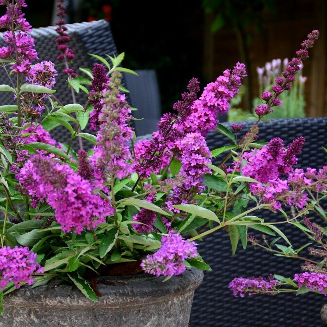 Buddleia Flutterby Pink - Dwarf Long Flowering Butterfly Garden Shrub ...