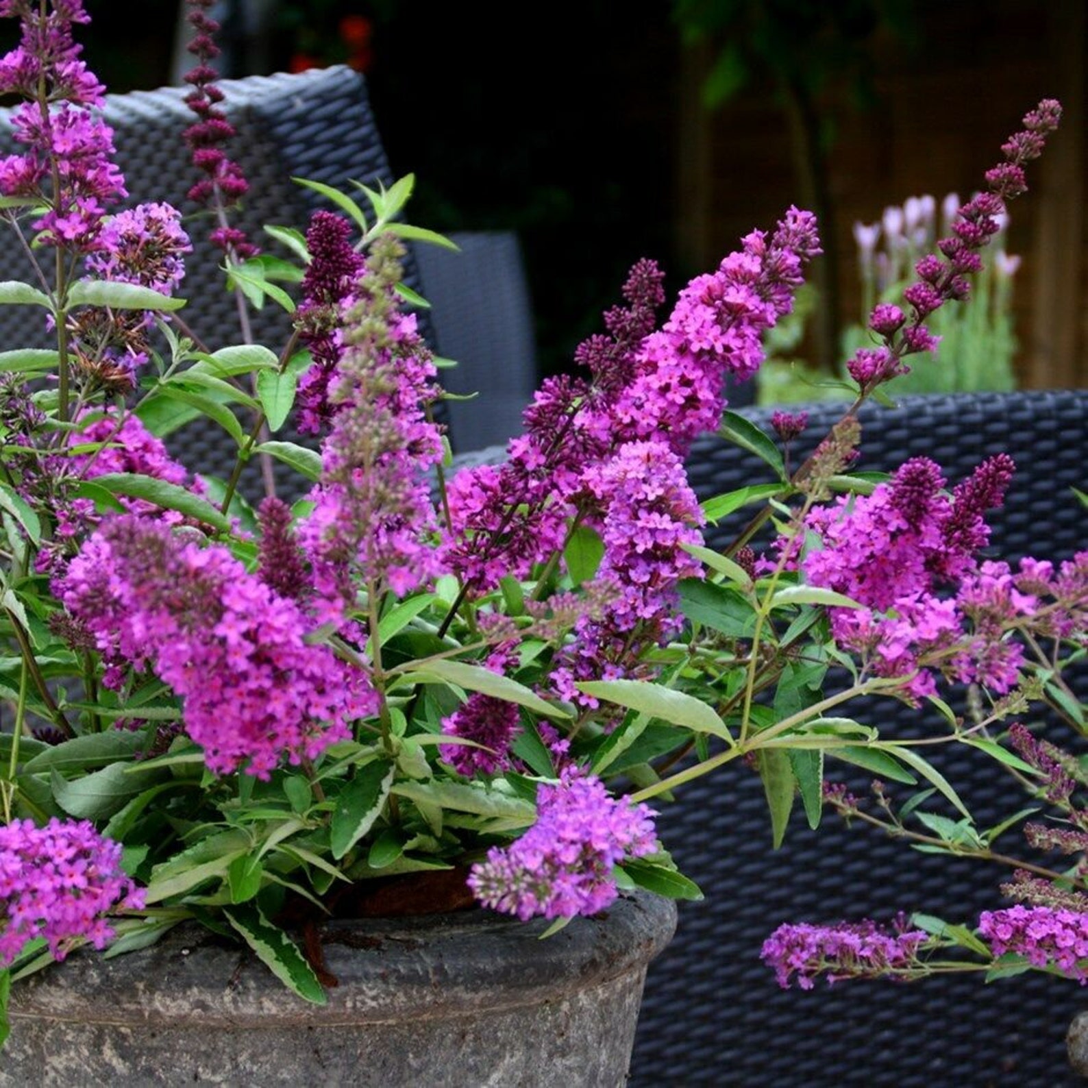 Buddleia Flutterby Pink Dwarf Long Flowering Butterfly Garden Shrub ...