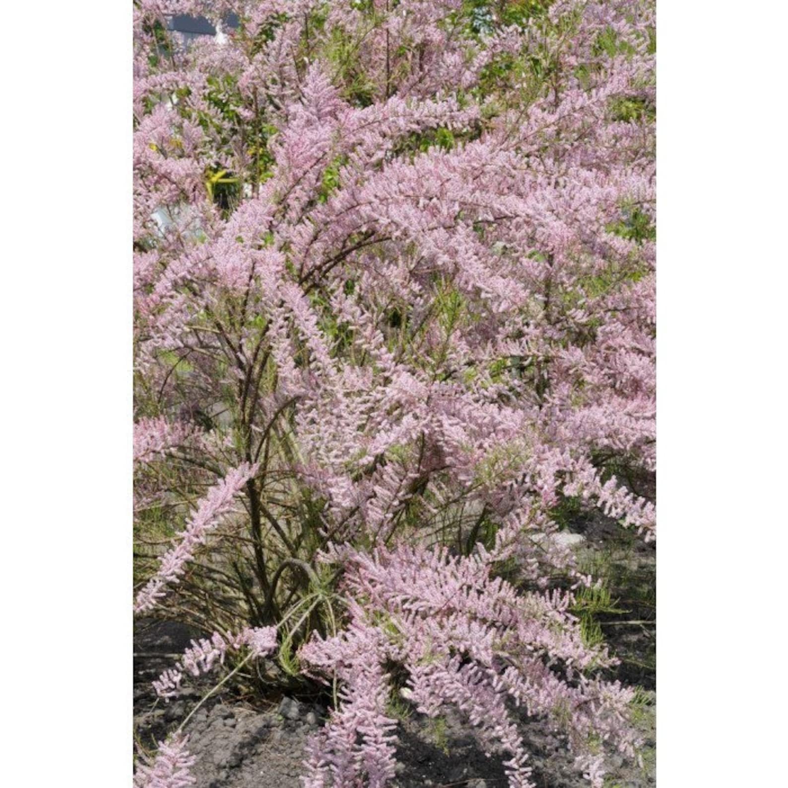 Tamarix Tetandra - Large Plumes of Pink Flowers - Etsy UK