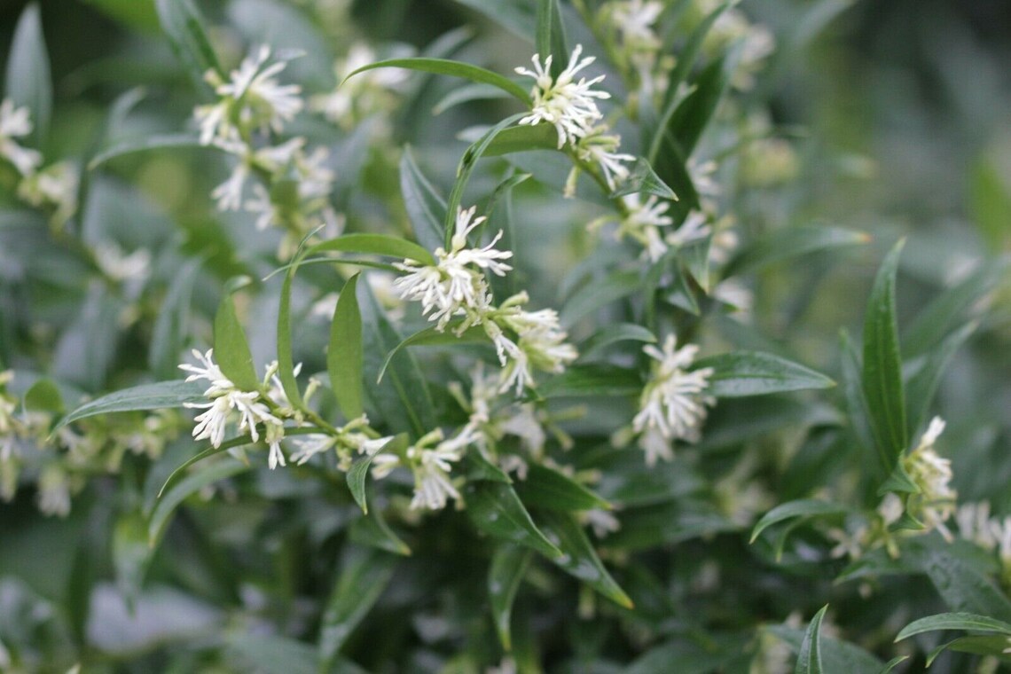 Sarcococca Ruscifolia Fragrant Christmas Box/ Sweet Box Hardy - Etsy UK