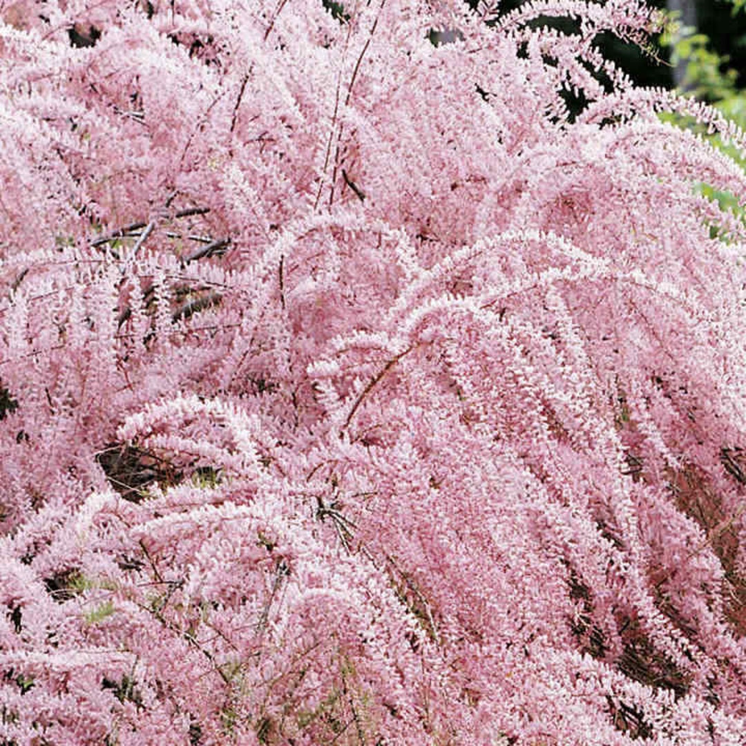 Tamarix Tetandra - Large Plumes of Pink Flowers - Etsy UK