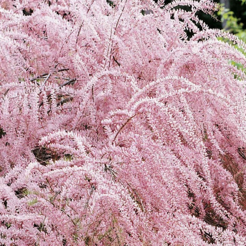 Tamarix Tetandra - Large Plumes of Pink Flowers - Etsy UK