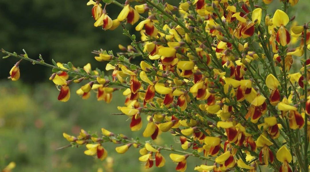 Cytisus Scorparius Andreanus - Spring Flowering Broom Shrub - Etsy UK