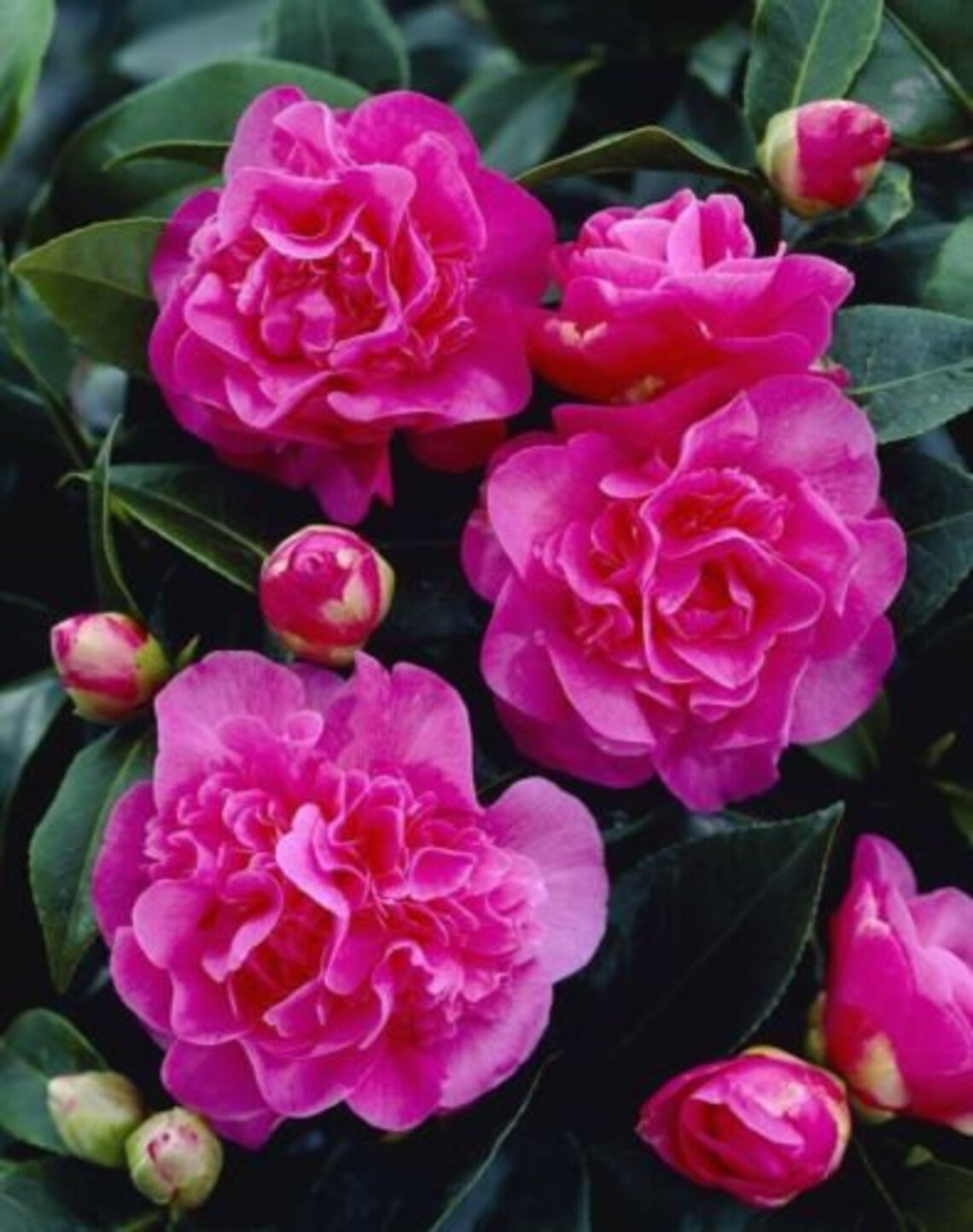Camellia Williamsii Debbie Flowering Evergreen Shrub - Etsy UK