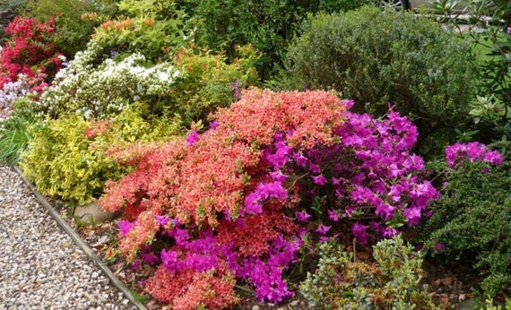 10 X MIXED ESTABLISHED SHRUBS Excellent Value | Etsy UK