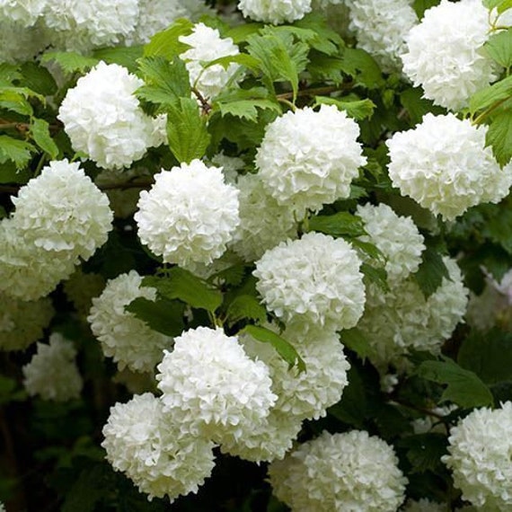 Viburnum Opulus Roseum Snowball Tree Beautiful Garden Shrub - Etsy UK