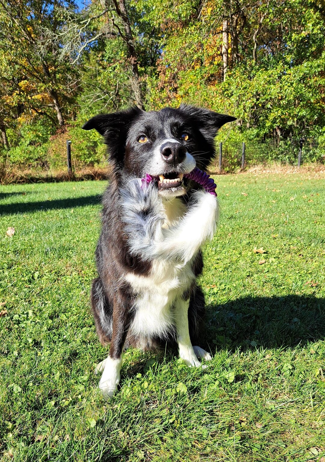 Mini Faux Halo Bite Ring - Etsy