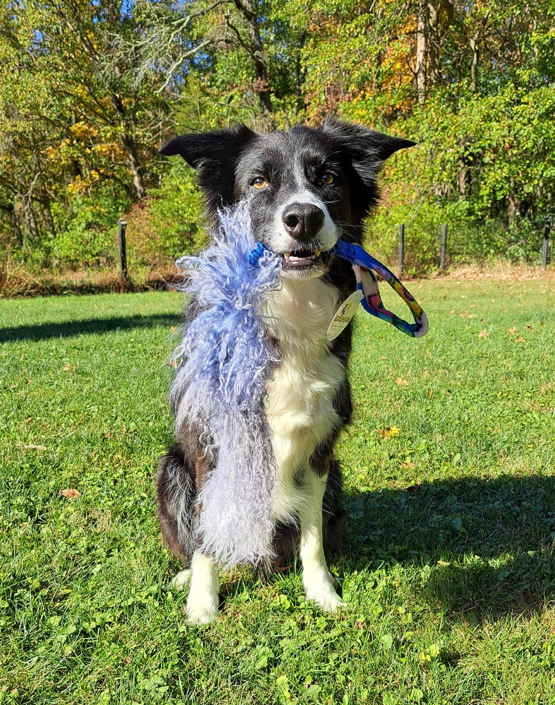 Mongolian Sheep Bait Tug - Etsy