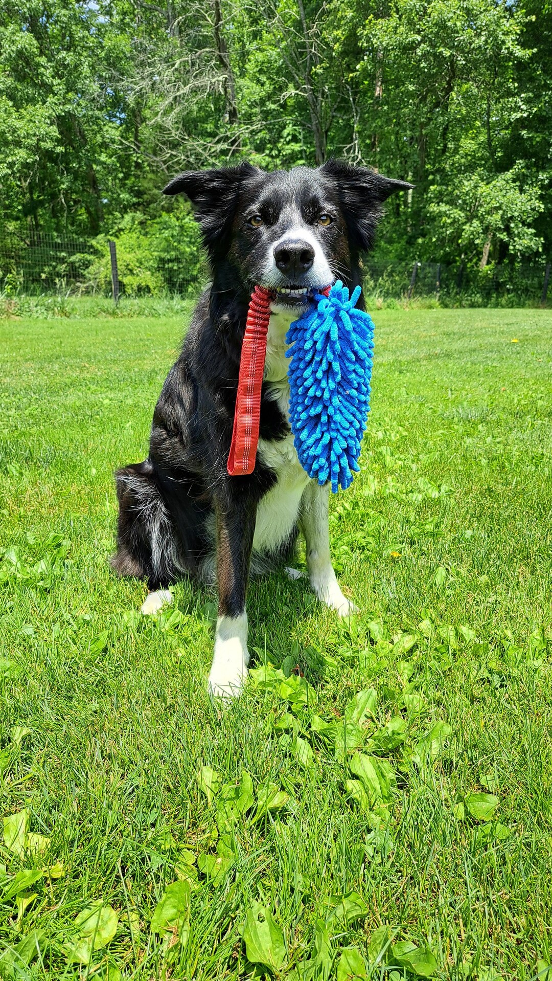 Mopey Bungee Tug - Etsy