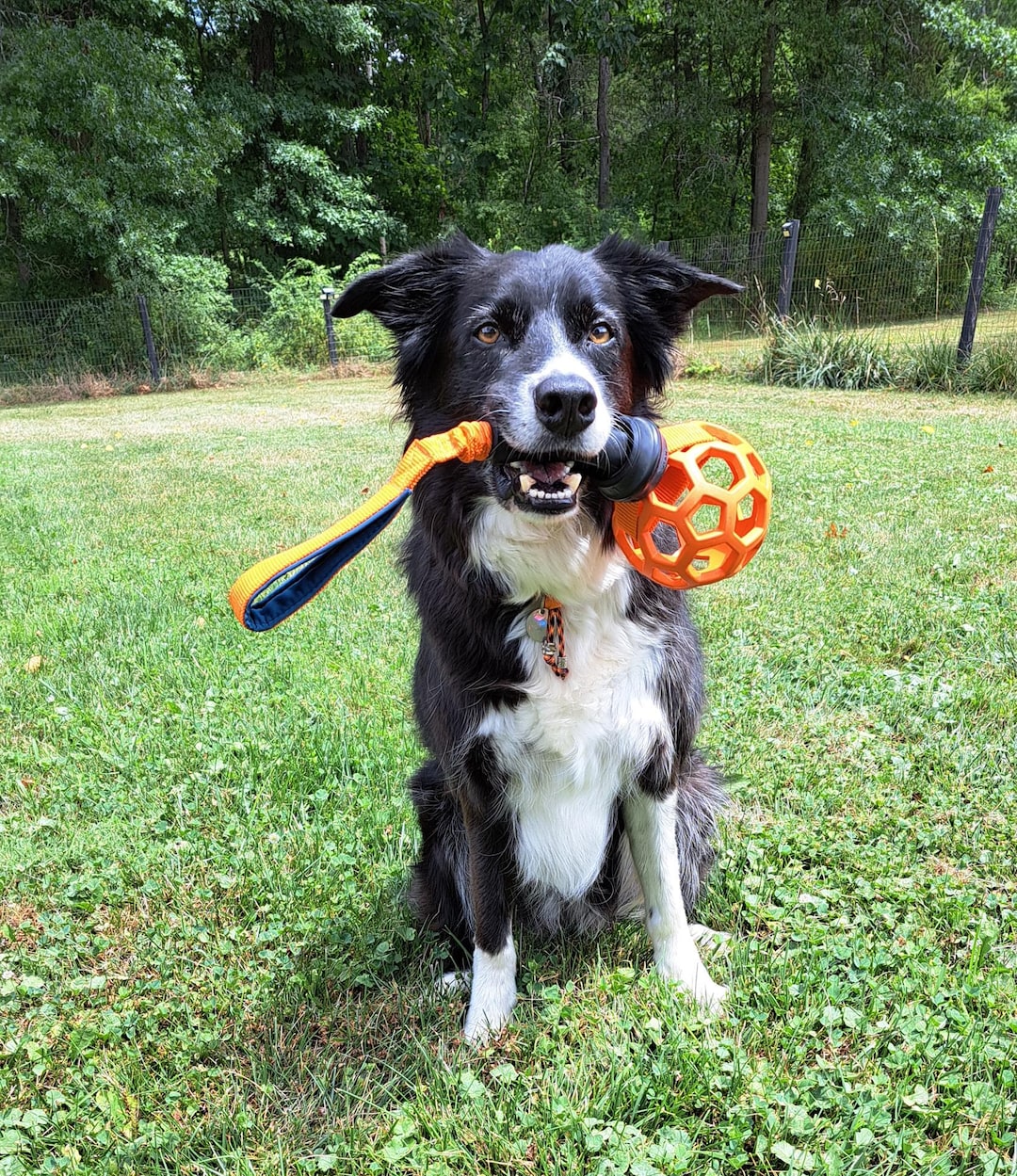 Big Dog Udder Rebound - Etsy