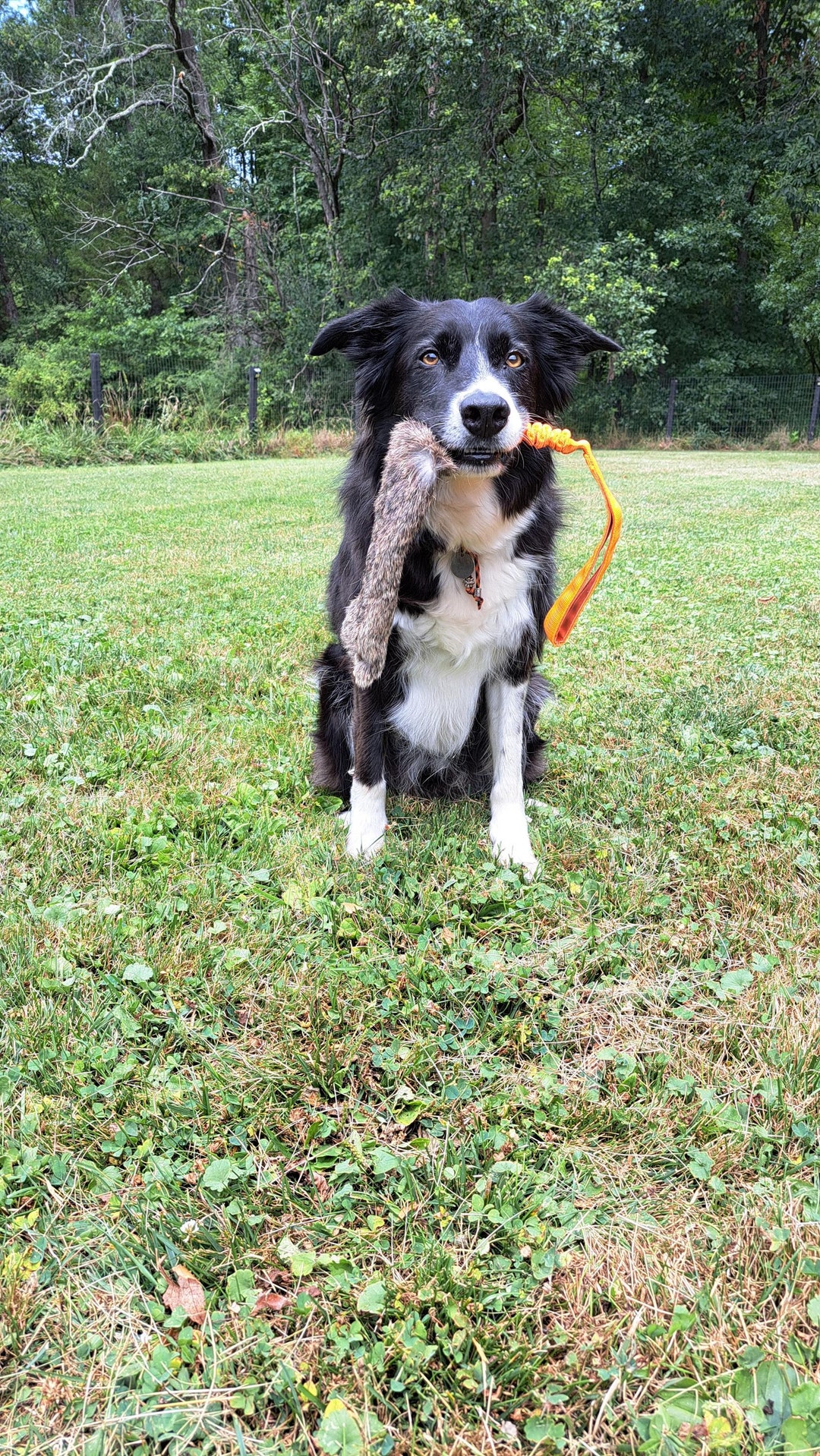 Rabbit Bungee Tug - Etsy