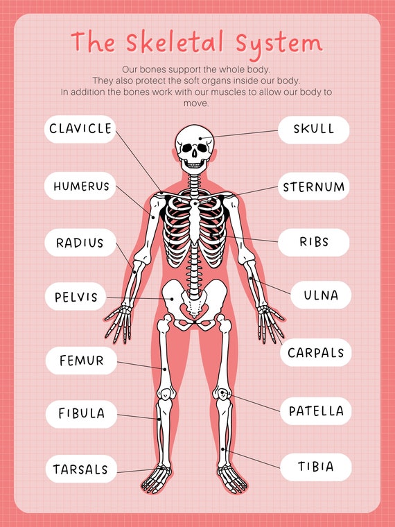 Human Skeletal System For Kids
