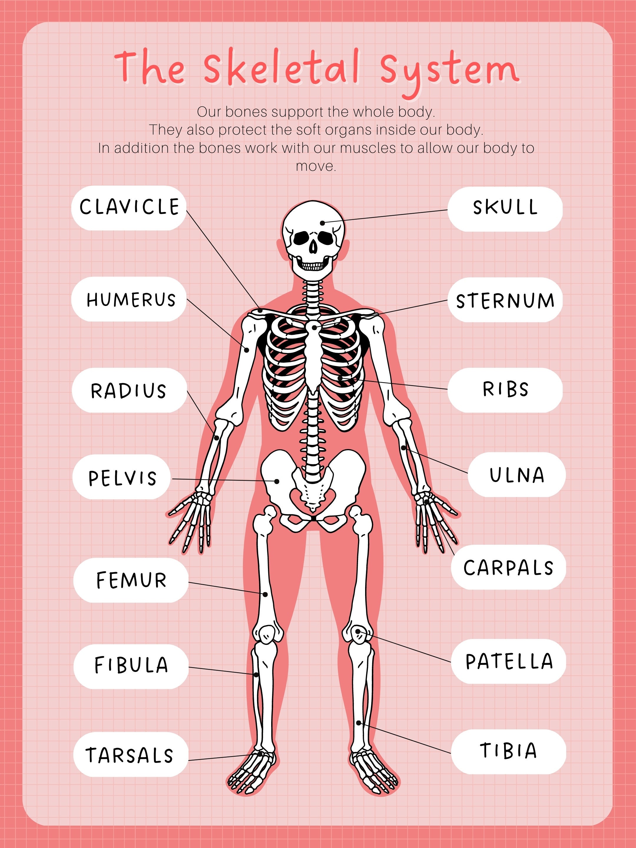skeletal-system-for-kids