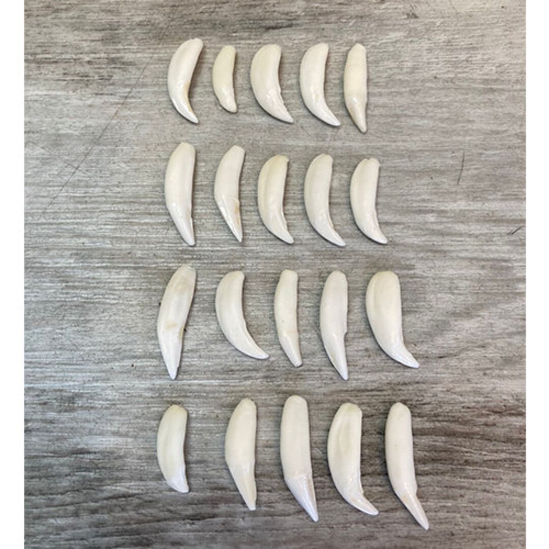 20 Raccoon Teeth / 20 Raccoon Teeth - Etsy