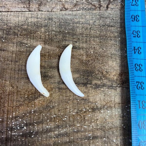 Fox Teeth - Etsy