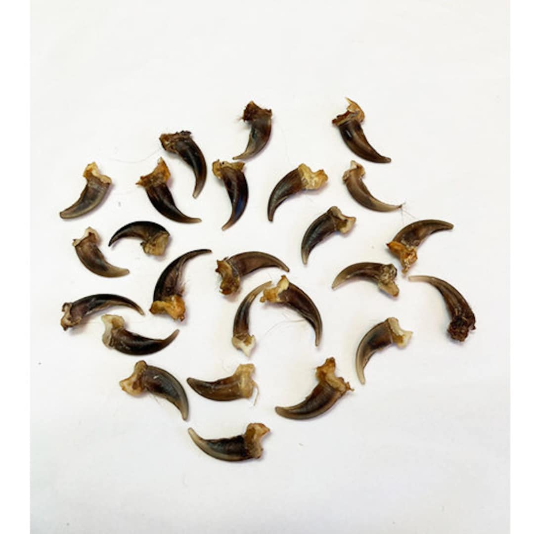 25 Forest Fox Claws / 25 Wild Fox Claws - Etsy